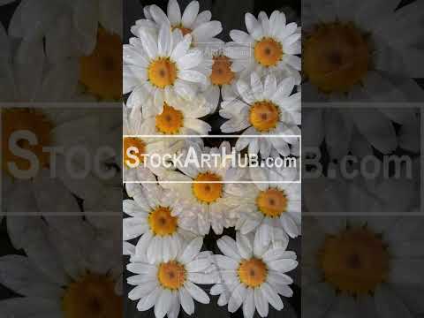 11 Daisy Flowers Image Pack Bundle of Sunshine flower white yellow phone wallpaper