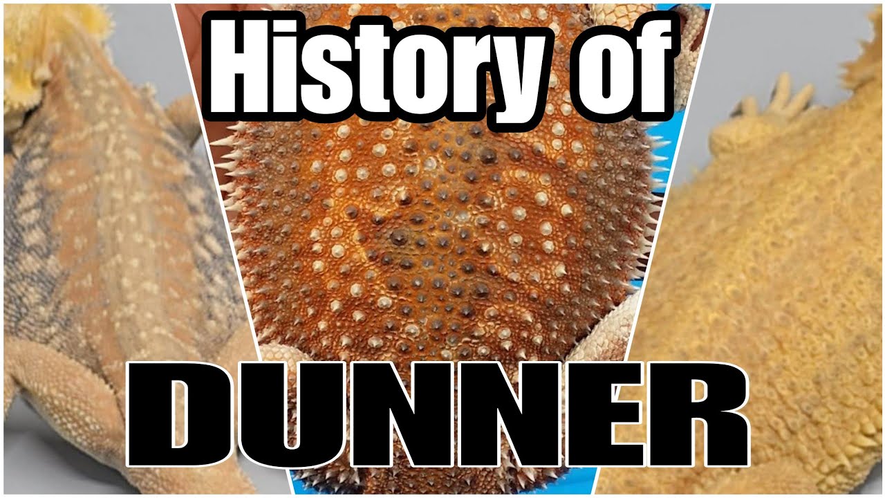 Bearded Dragon History: Dunner
