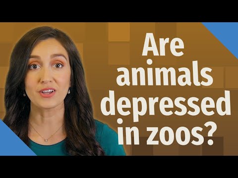 Are animals depressed in zoos?