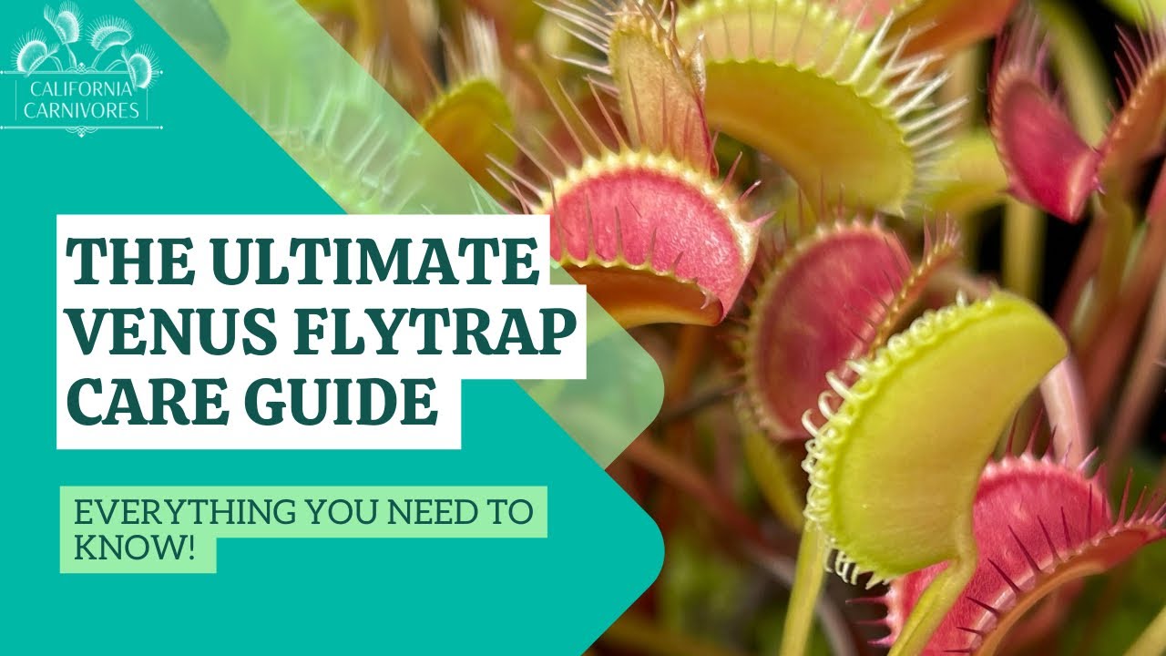 Ultimate Venus Flytrap Care Guide