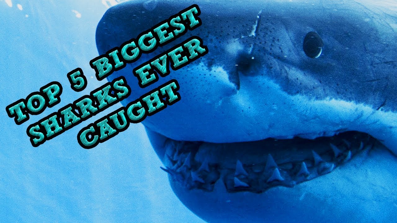 TOP 5 BIGGEST SHARKS EVER CAUGHT