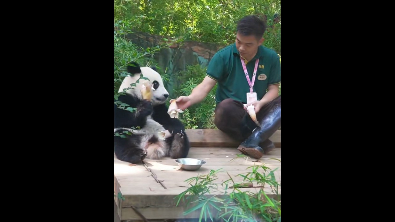 The keeper sits beside the panda cub, peeling bamboo shoots to feed it — such a warm, loving scene