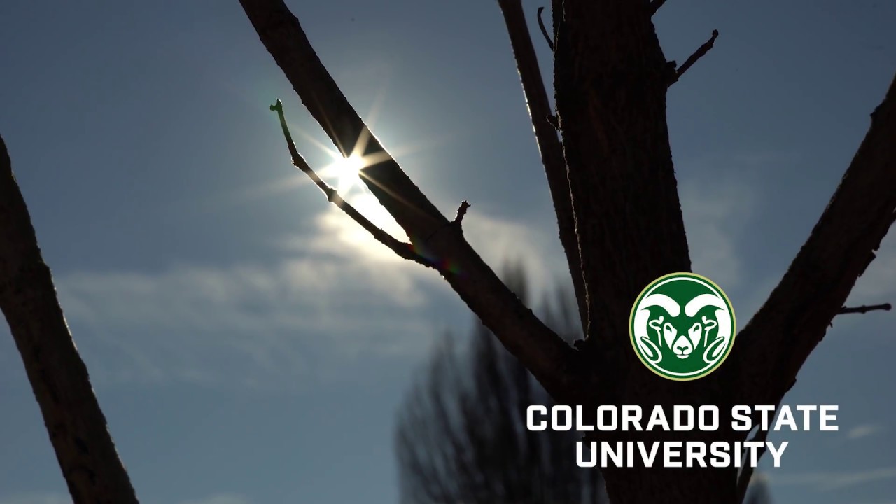 Tree Care In Winter : Tips From Colorado State University