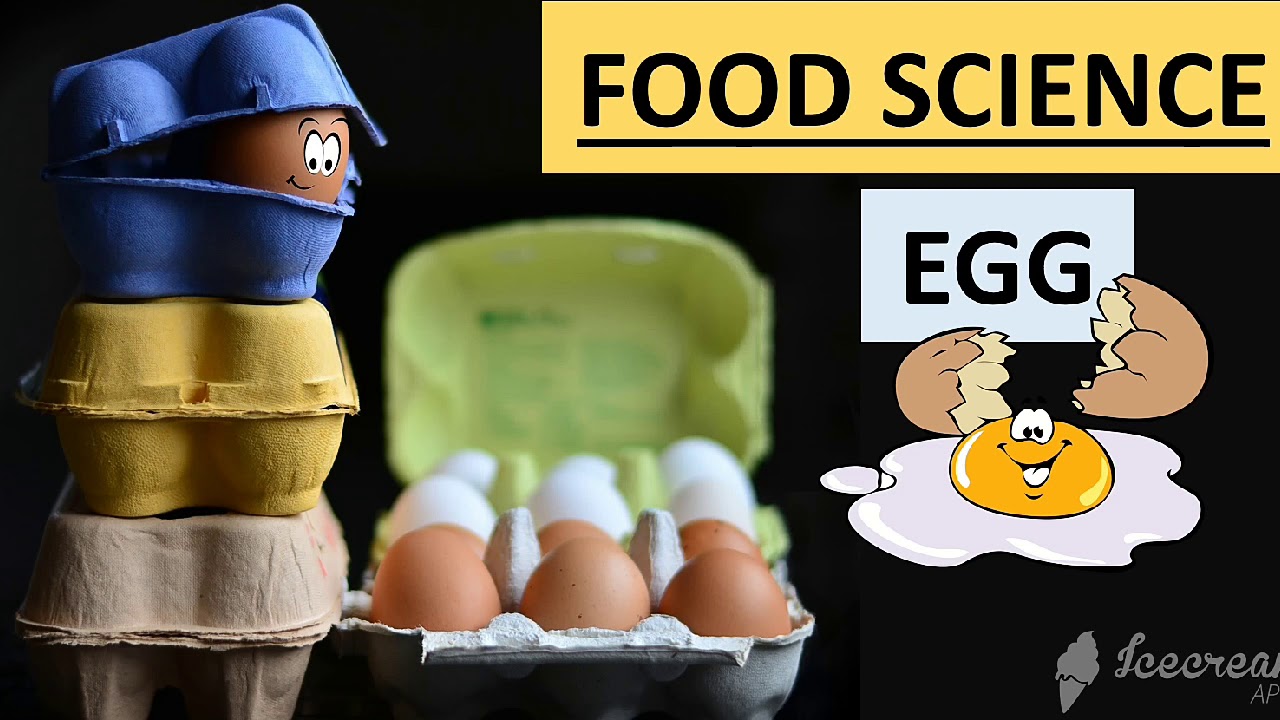 structure and parts of egg