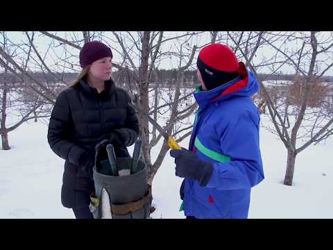UMN Extension Apple Pruning Tips Part One