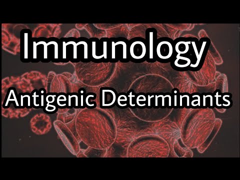ANTIGENIC DETERMINANTS: How Your Immune System Knows Who's Boss