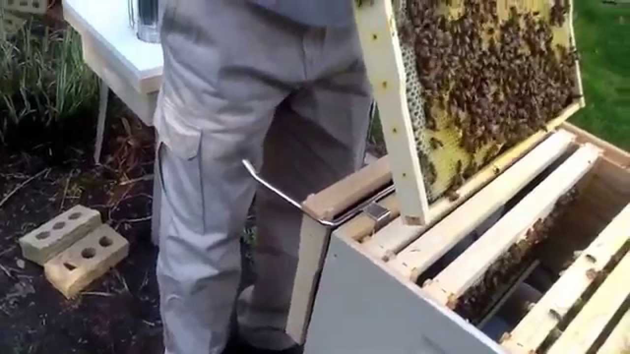 Andy's bees episode 5