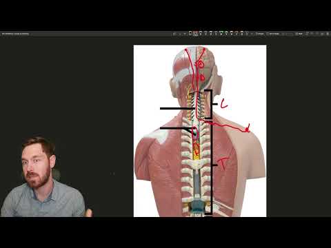 Spinal Cord Anatomy: The Central Highway of the Nervous System