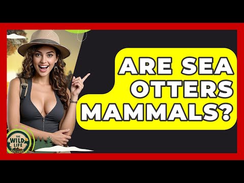 Are Sea Otters Mammals? - The Wild Life Explorer