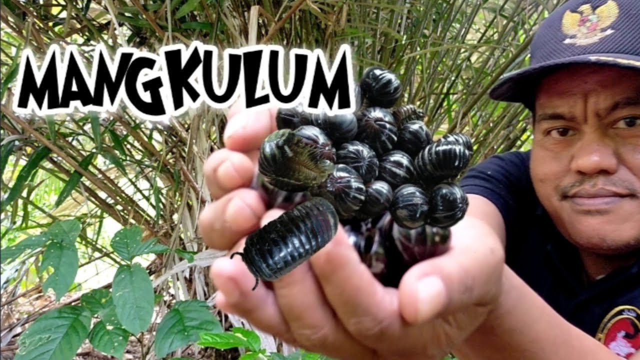 Kaki seribu || Keluntum || Mangkulum || Pill bugs || Giant Pill millipede