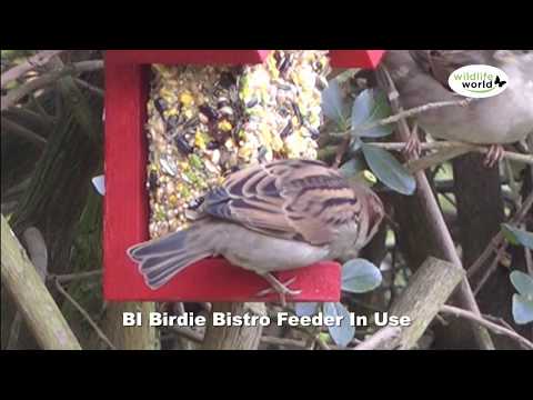 The Wildlife World Birdie Bistro Seed Feeder product in use