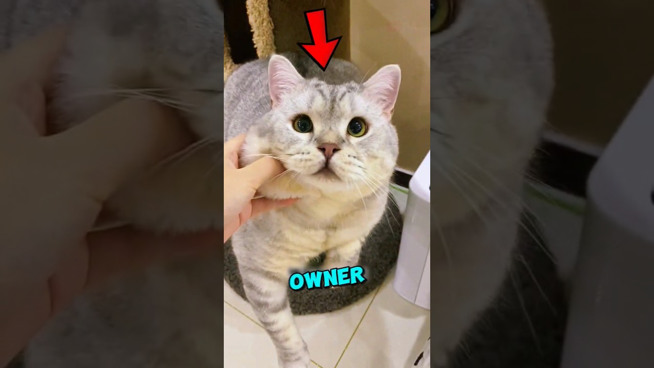 This Cat Unexpectedly GAINED Weight #usa