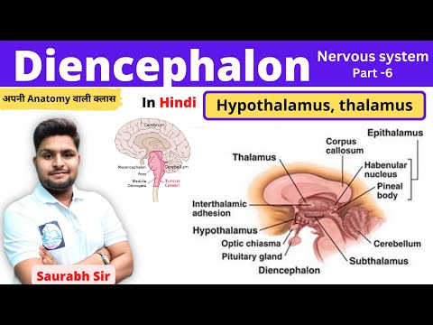Diencephalon ||Hypothalamus||Thalamus|| Nervous system in Hindi ||Part 6|| Nursing, NEET