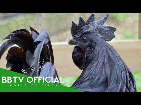 Why Ayam Cemani Chickens Are So Expensive (Real Reason) | Nature Documentary | BBTV Official