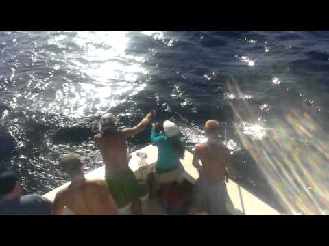 Deep sea fishing with action charters.(4)