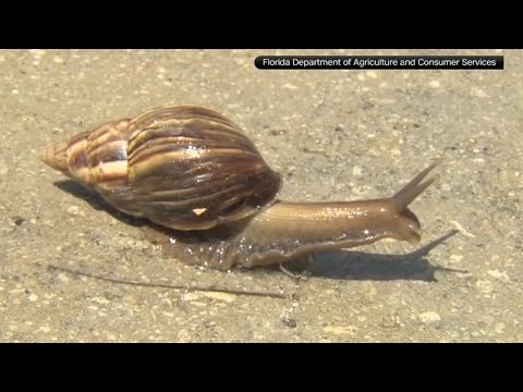 Giant African land snails send south FL neighborhoods into quarantine