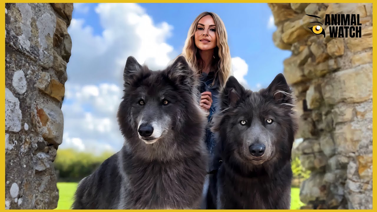 GIANT BLUE WOLFDOG - When River met Ocean / Ep 3