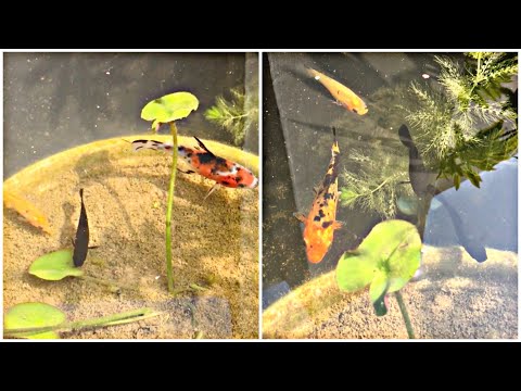 Growing Koi fish &mollies & shrimp in water lily tub