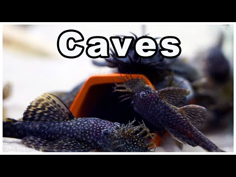 How To Save Money on Aquarium Fish Caves