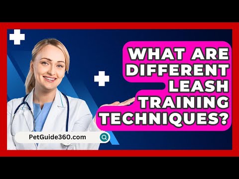 What Are Different Leash Training Techniques? - PetGuide360.com