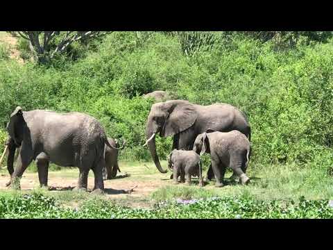 Itβs cooling time for the AfricanSavanaElephants