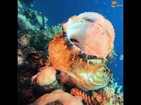 Scorpionfish