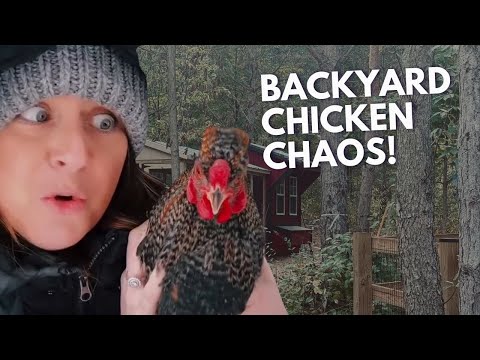 Unboxing Meyer Hatchery Chicks + Surprise Chicken Attack?
