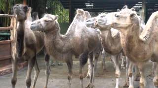 fungsifuzziblog: Fungsi Punuk Pada Unta