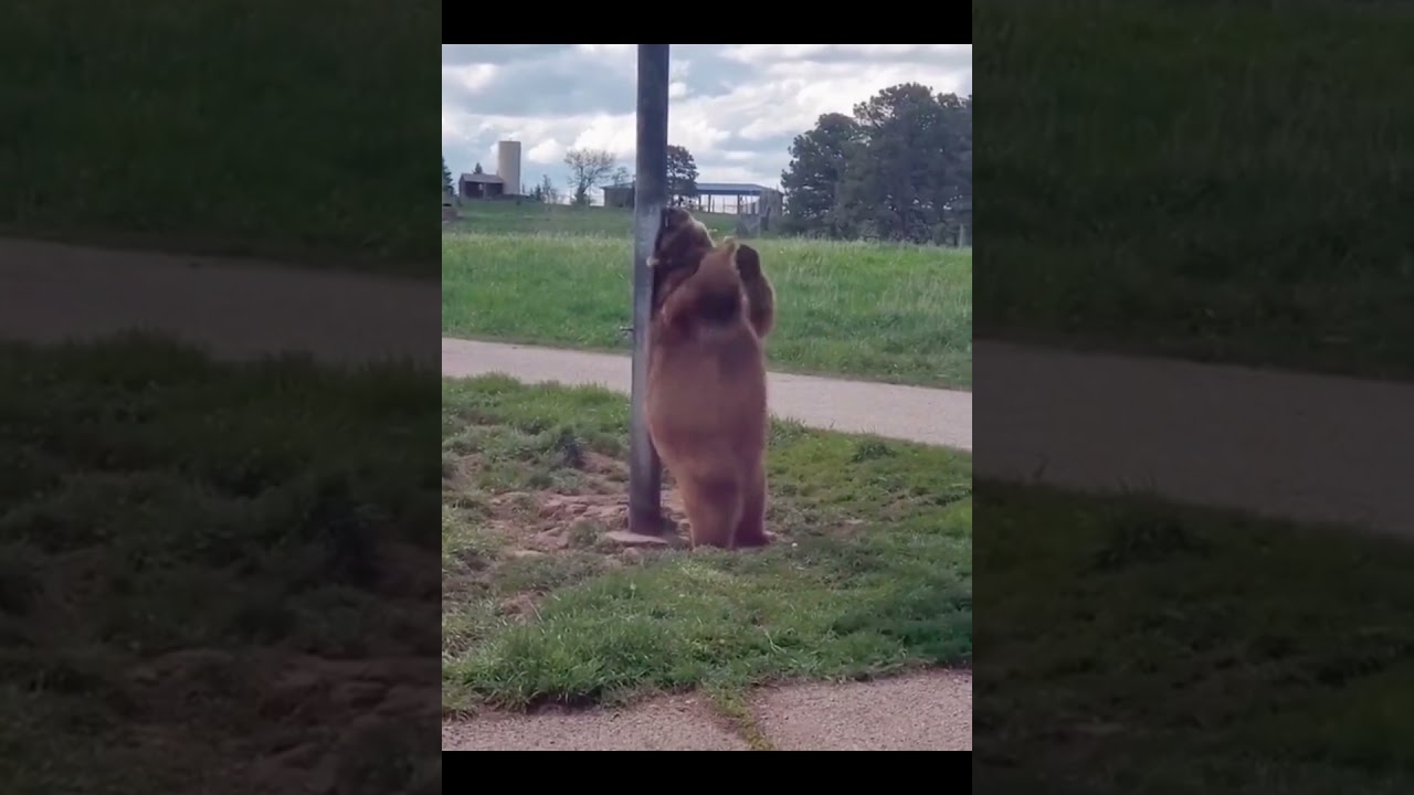 Bear vibing against pole #funny