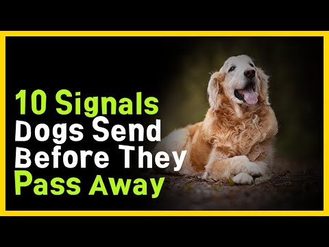 10 Signs of Farewell Signals Sent by Dogs Before They Pass Away