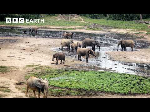 Rangers vs Poachers: The Fight to Save Africa's Elephants | Guardians | BBC Earth