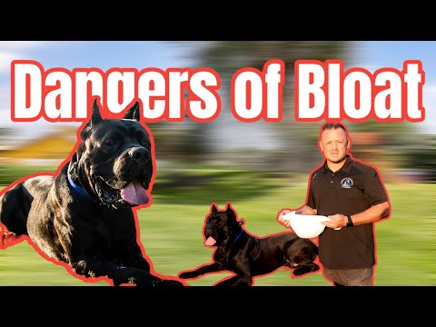 Bloat - #1 Killer of Large Breed Dogs - How to Prevent It