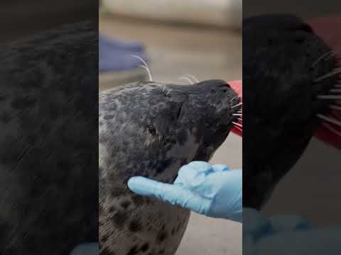 The difference between sea lions and seals