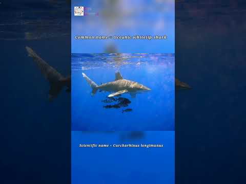 Scientific name of Oceanic whitetip shark