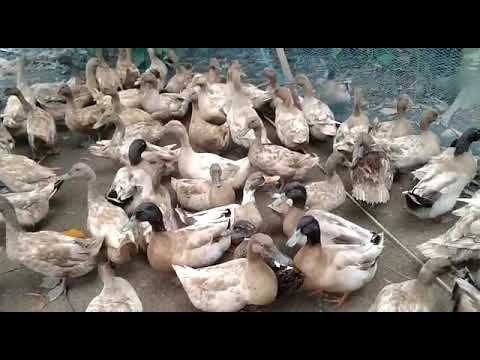 Duck Farming in India