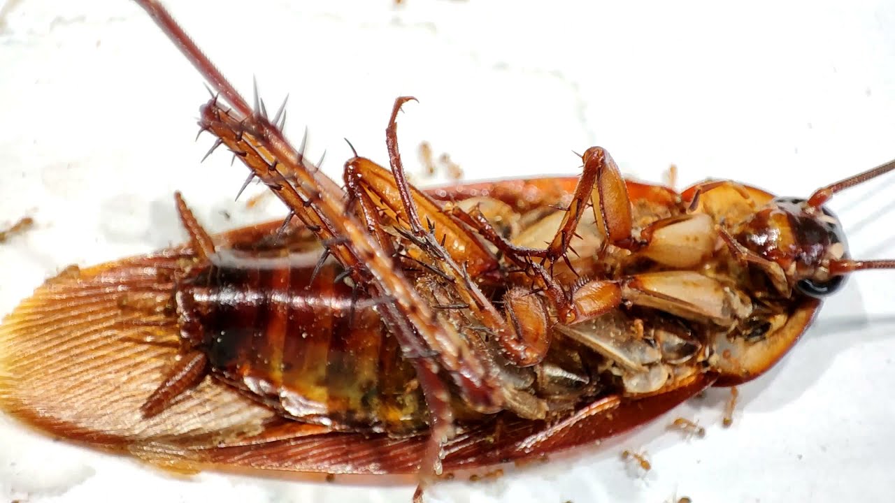 Ants vs Cockroach Timelapse | 4K Video