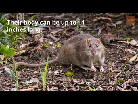 How Big Can Rats Get? Understanding What Impacts Rat Size - Absolute ...