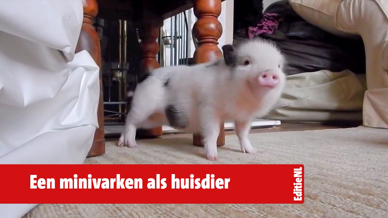 Mini-big blijkt reuzenvarken - EDITIE NL