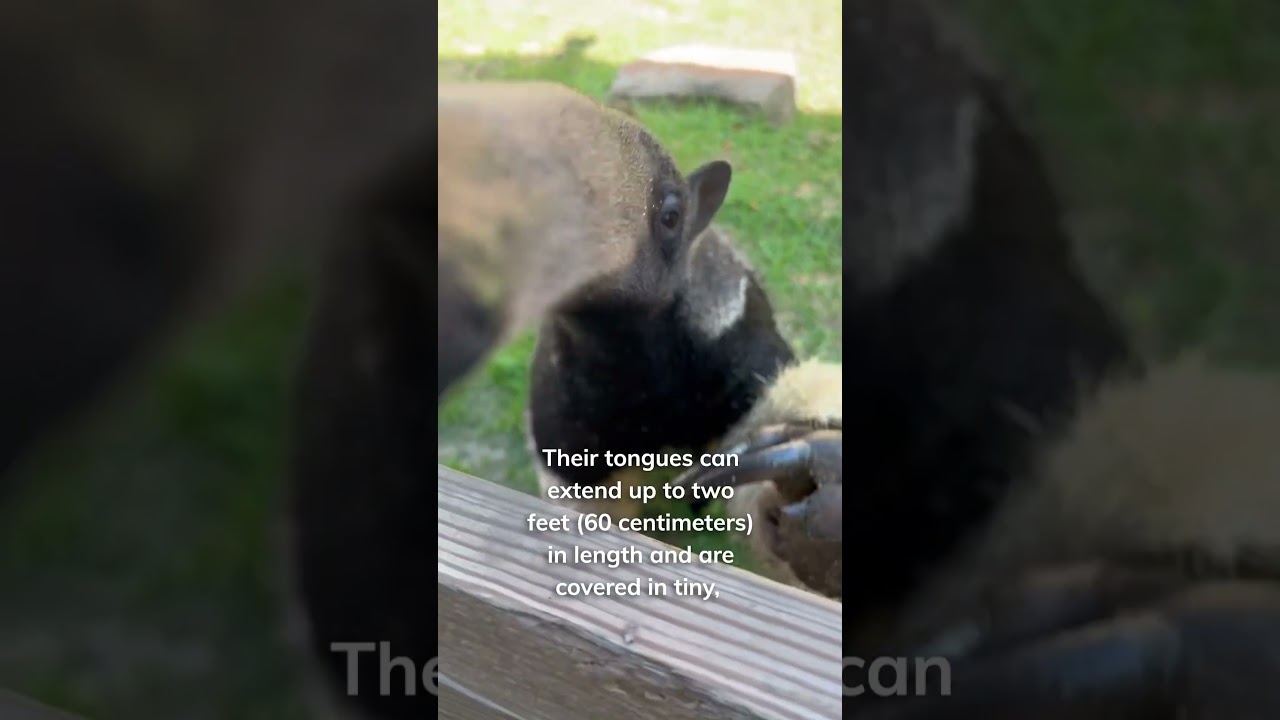 Anteaters Have an Amazing Tongue #animals #facts