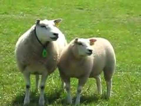 Australia, burping sheep and global warming | Seen to be Green