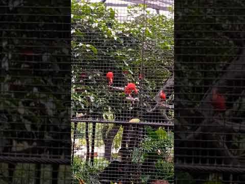 Scarlet Ibis#shorts#shortvideo #short