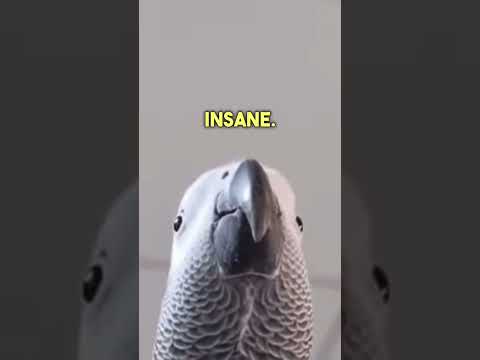 Parrot making Samsung notification sounds π¦π