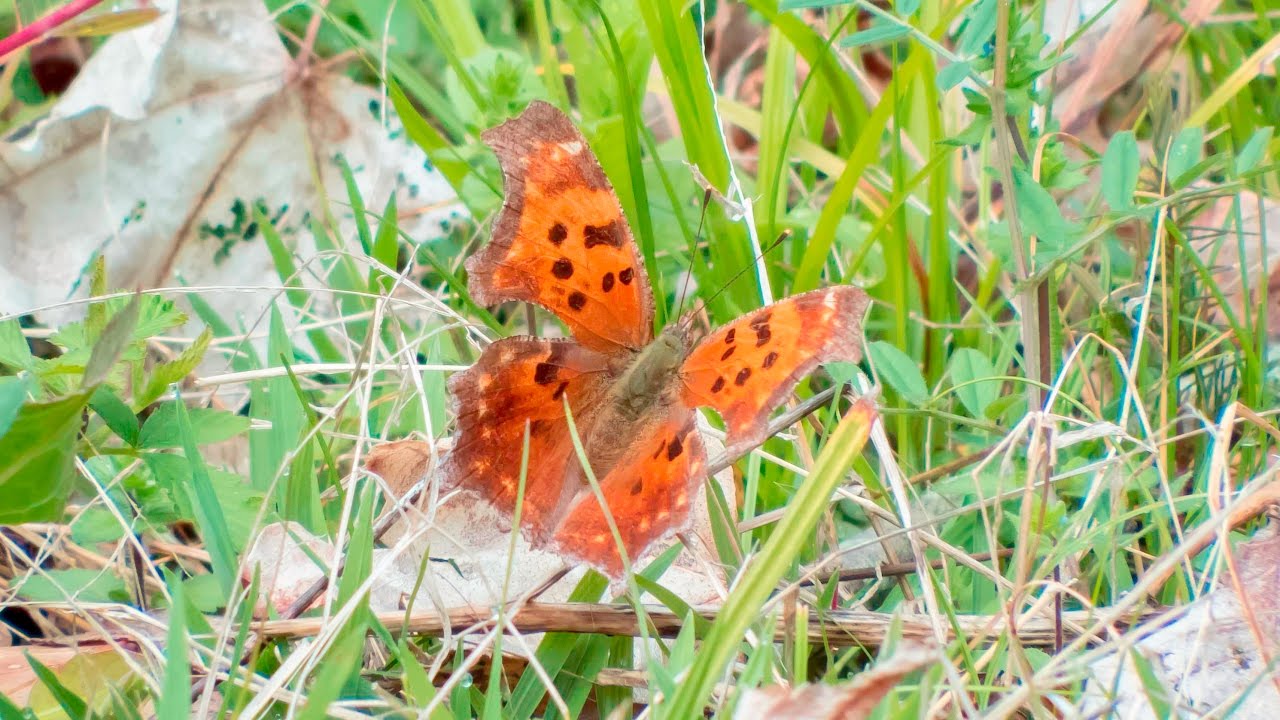 Eastern Comma (Polygonia comma) Sunning