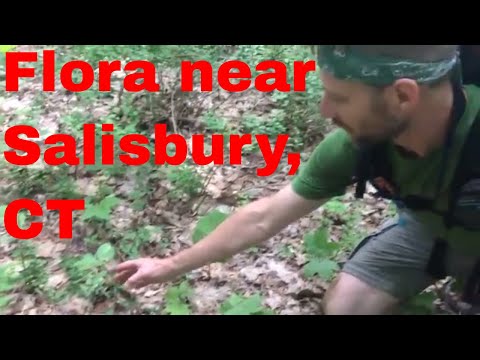 BD Extra: All About That Flora on the AT