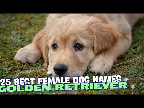 25 Best Female Golden Retriever Names🐾