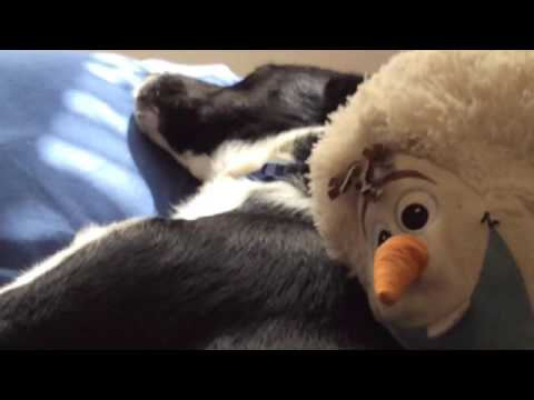 Puppy Hood (the unofficial trailer)