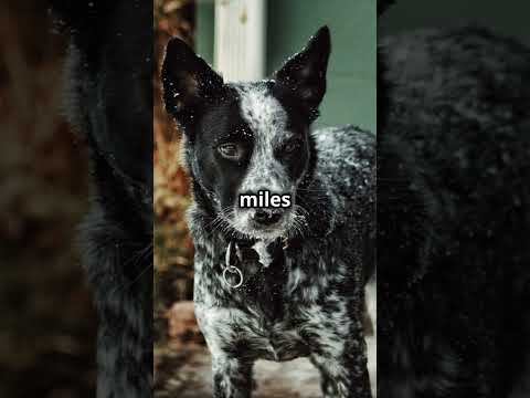Facts about Australian Cattle Dogs