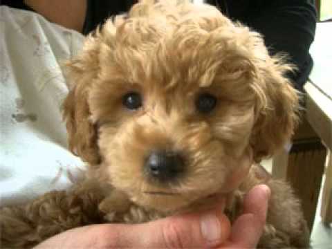 Ruff Life Pet Care Services