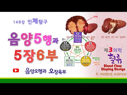 인체 탐구 146강. 음양 5행과 5장 6부의 기능과 건강. The yin and yang and the human organ story.