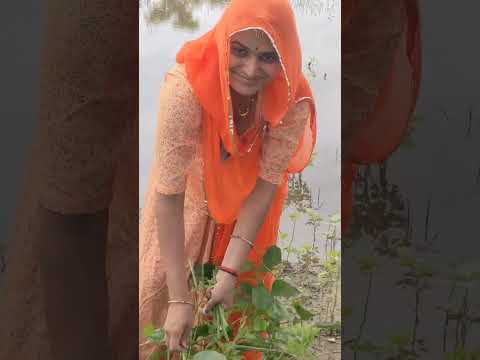 तैयार हौजाओ  चौमासो आईगो #rajasthani #marwadi #rajasthanisong #marwadisong #shorts #ytshorts #